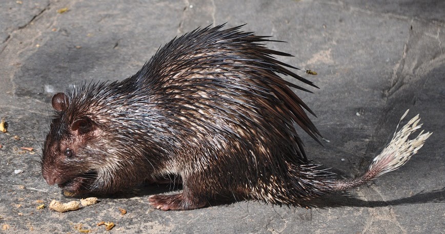 ZOOTOGRAFIANDO (6.100 ANIMALS): ATERURO AFRICANO / AFRICAN BRUSH-TAILED ...