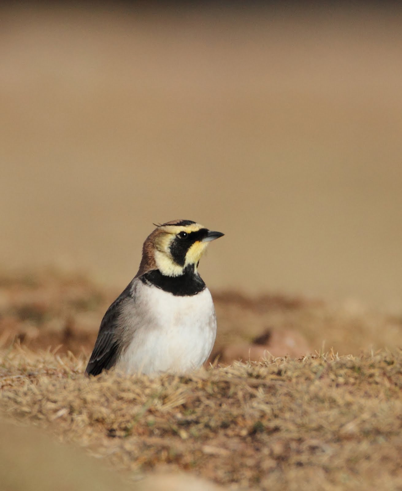 Dan's Wildlife Blog: Assorted Larks!