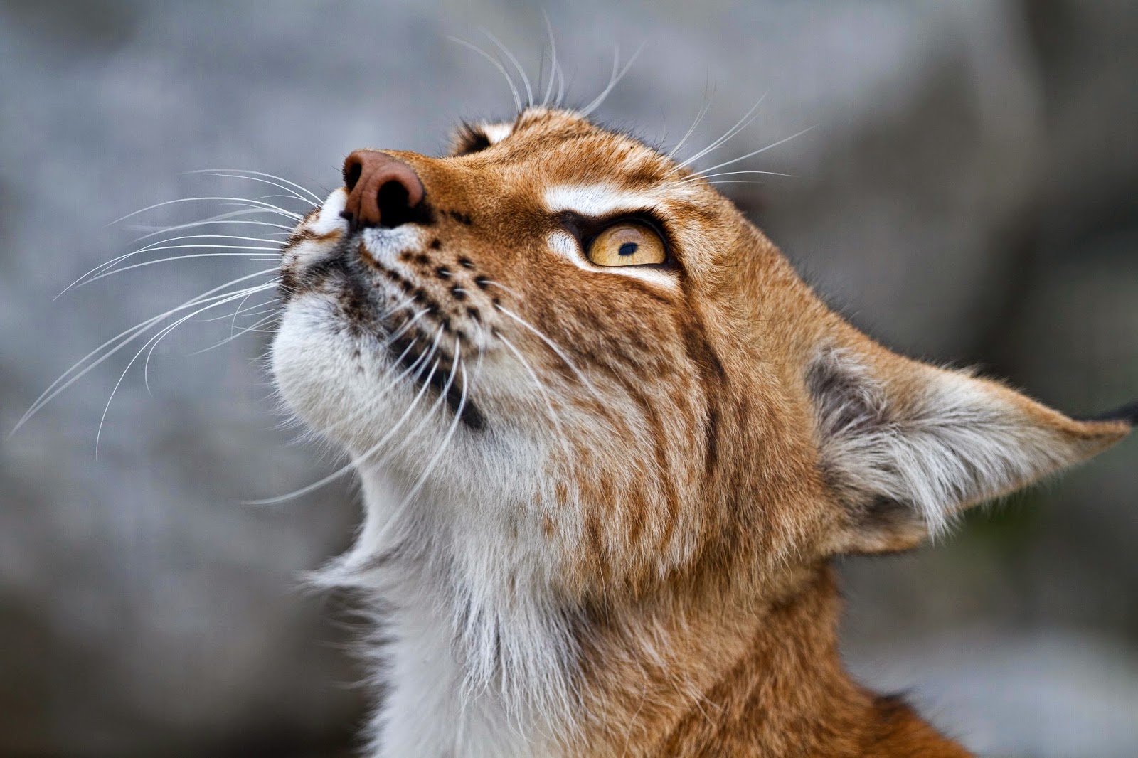 PETER'S PORTFOLIO..............Bird & Wildlife Photography: Lynx, a day ...