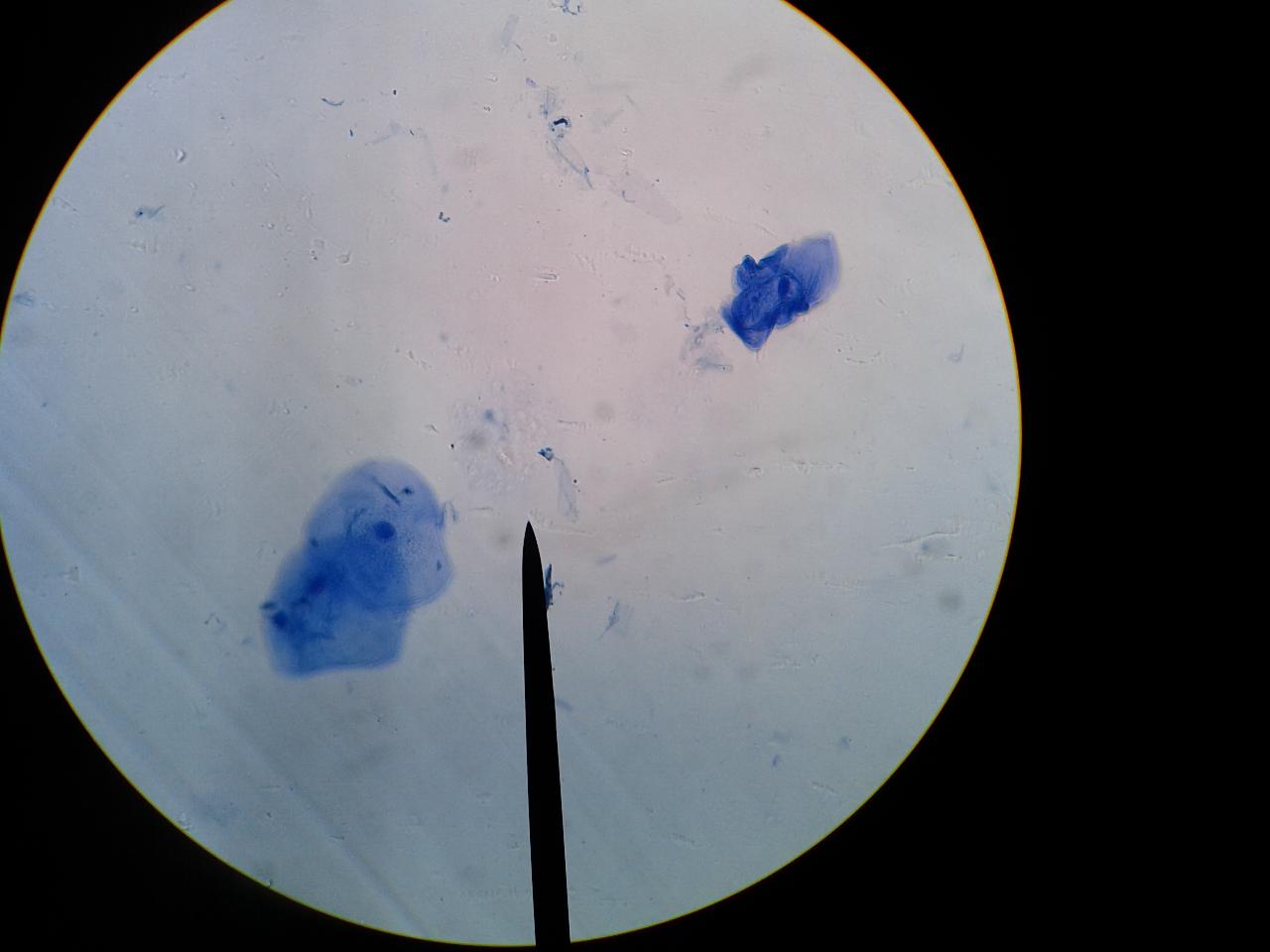 Human Anatomy BIO 120: February 2013