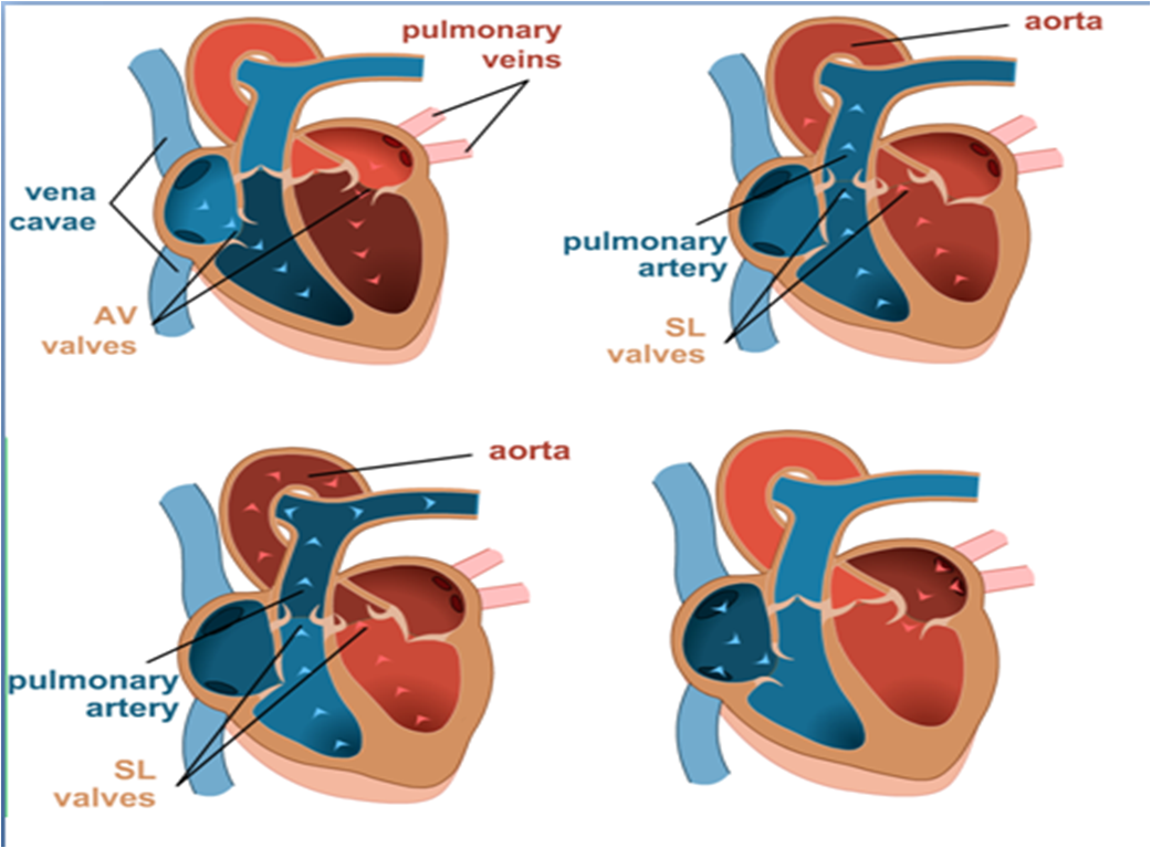 AS biology King Alfred's Academy : Heart structure and cardiac cycle ...