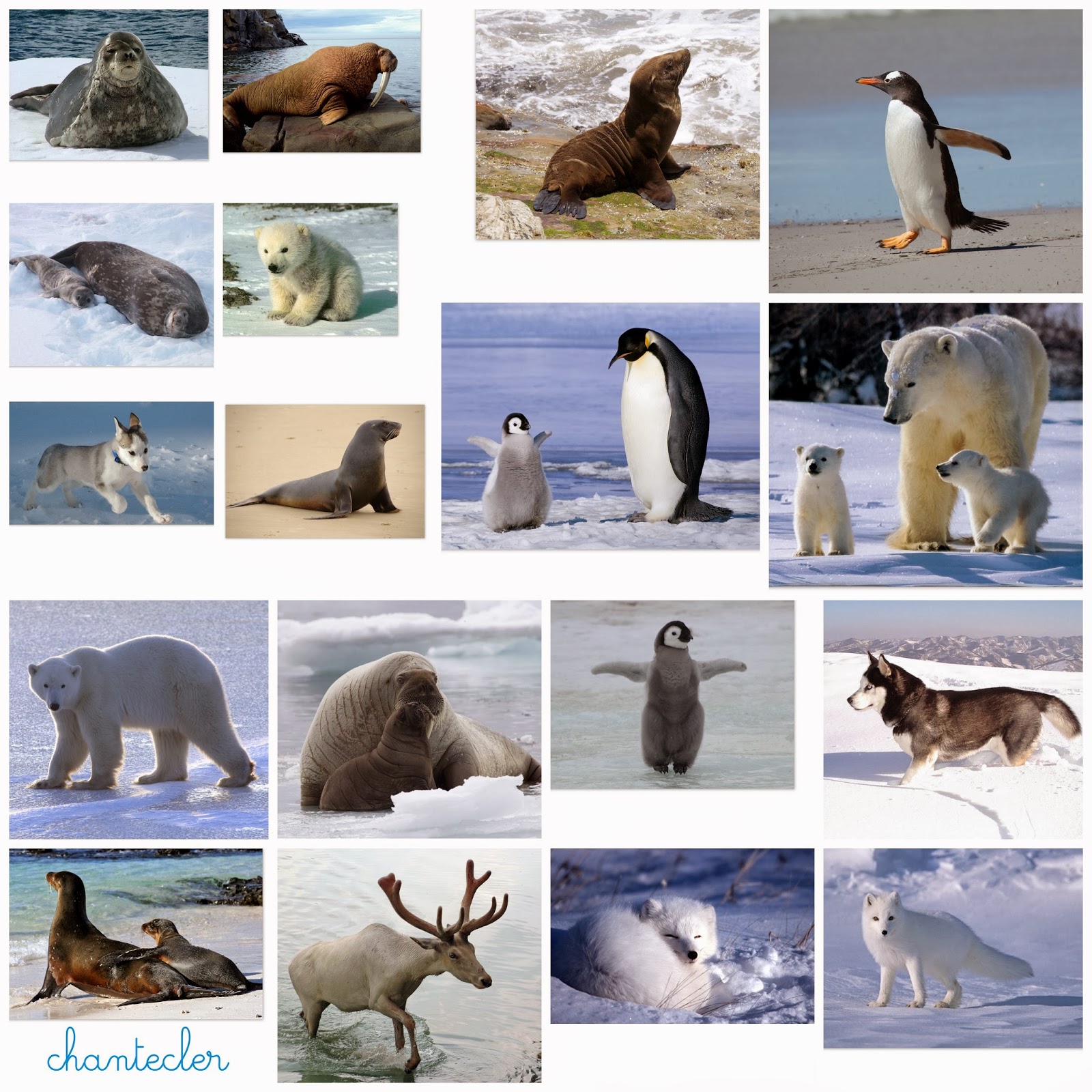 Chantecler... Apprendre dans la joie: Sur la banquise