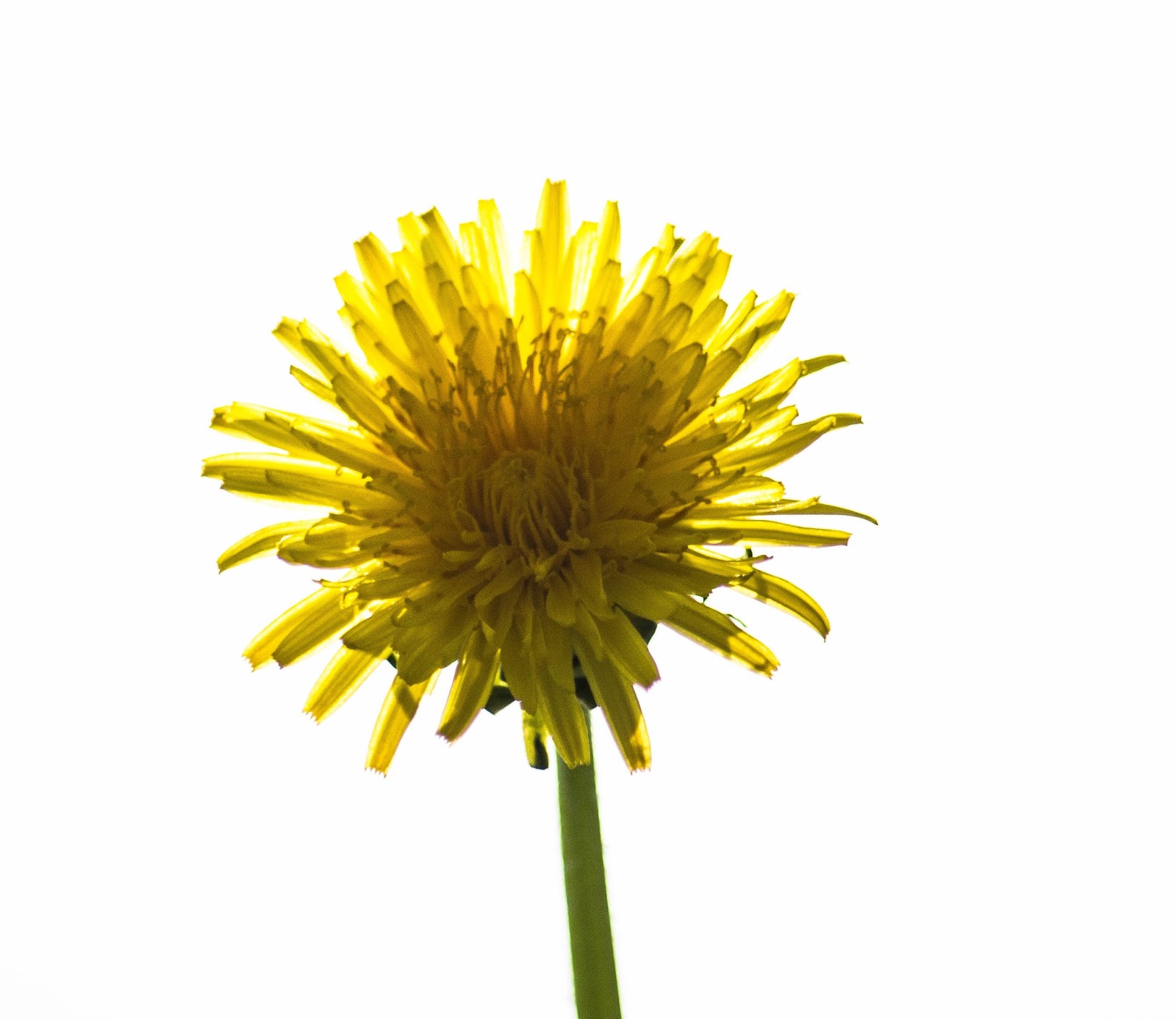 Framför min kamera: Maskrosen