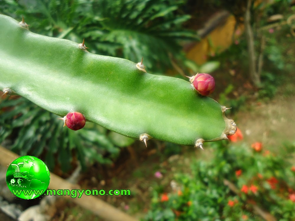 Pohon buah naga di halaman rumah berbunga.