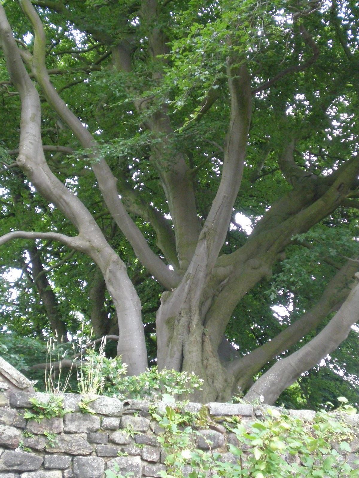 GreygirlGarden: July 2012