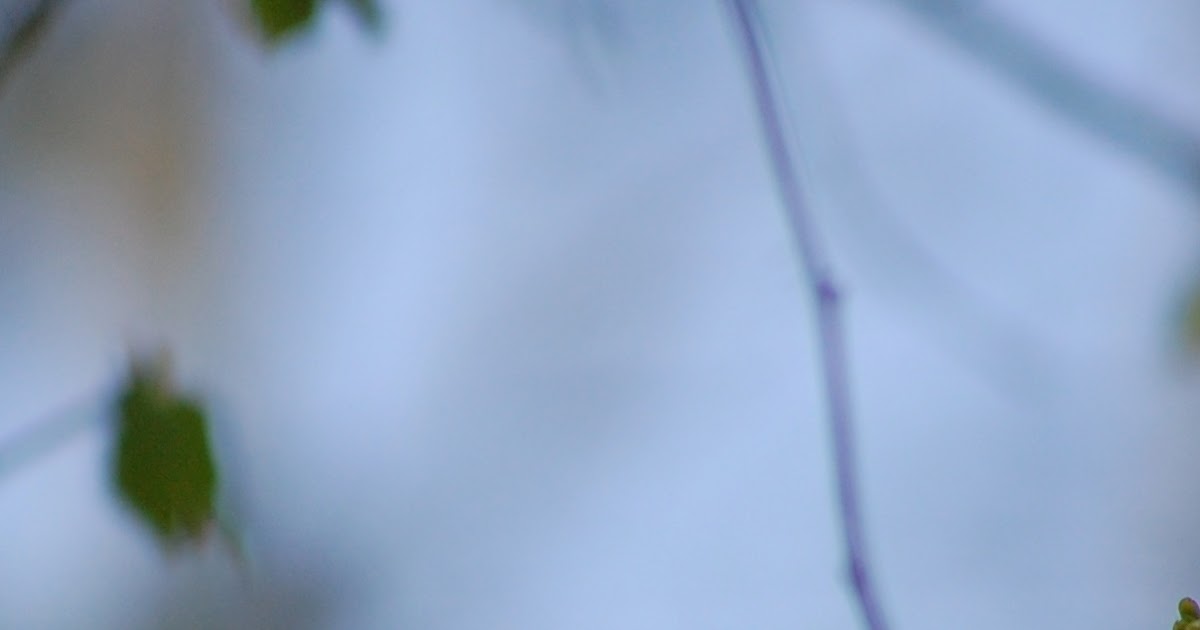 Fauna i Flora Puszczy Białowieskiej: Zniczek - Regulus ignicapilla