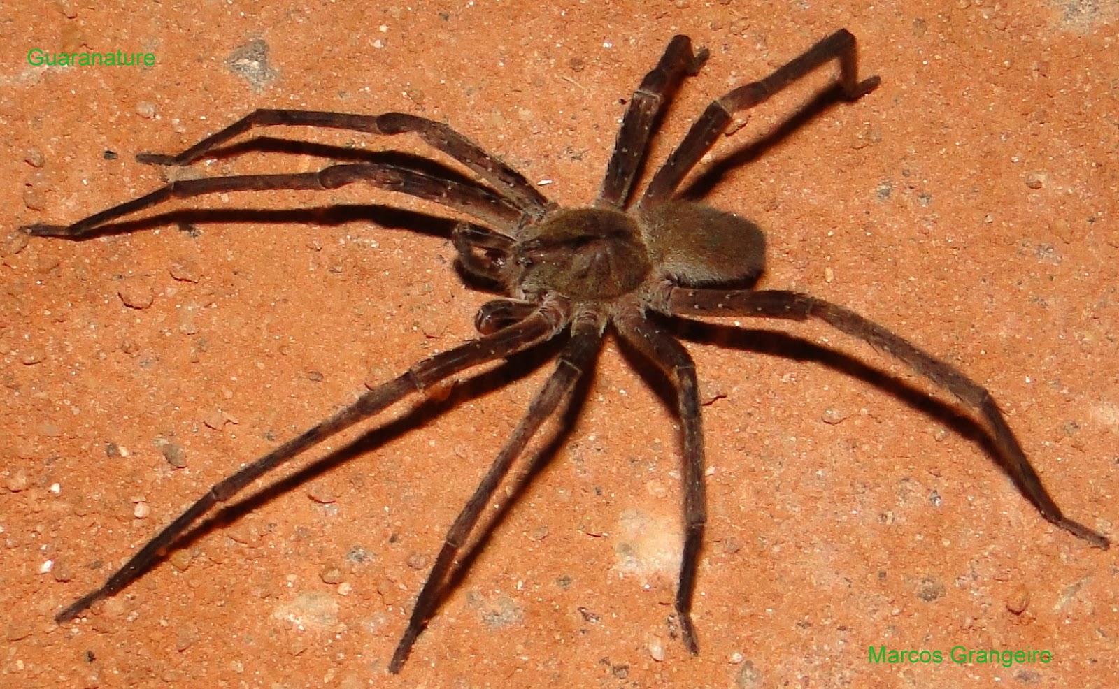 Guaranature: Armadeira pulando, uma aranha especial!