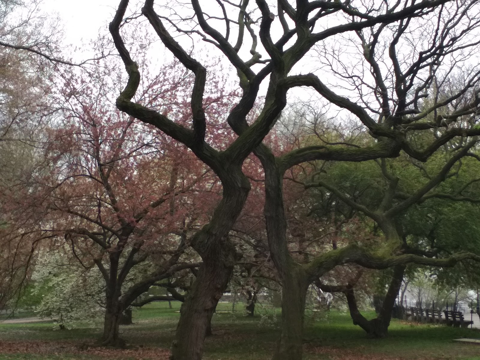 CHINAR SHADE SPRING TIME IN NEW YORK AND MY POETIC FEELINGS chinar-shade-spring-time-in-new-york-and-my-poetic-feelings