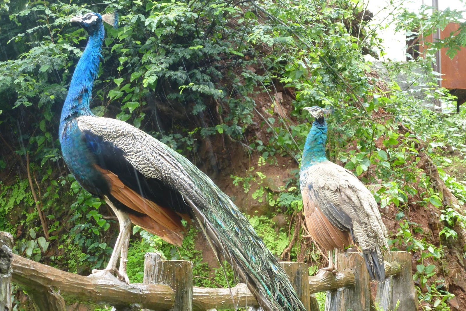 Weekend getaways in Western Ghats around Pune: "PAVANA DAM – MONSOON ...