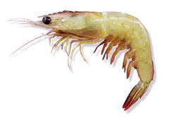 Apakah Udang Jerbung Terancam Punah