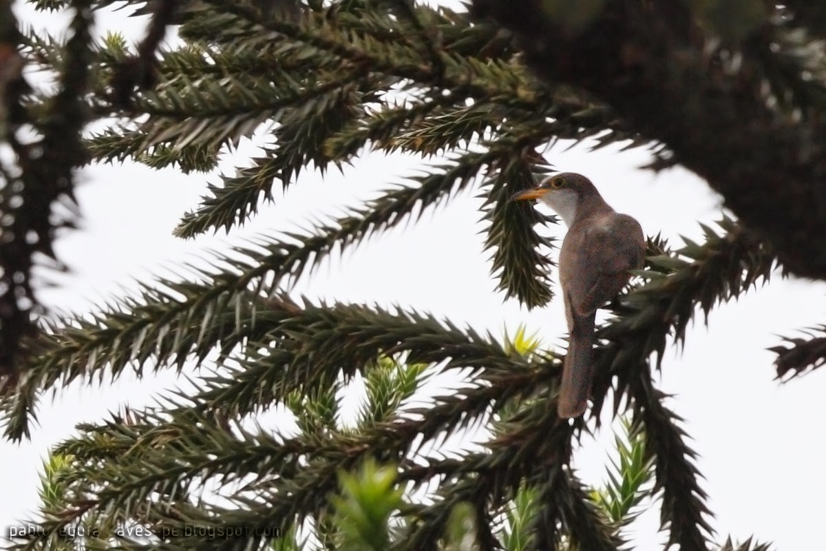 mis fotos de aves: Coccyzus americanus Cuclillo Pico Amarillo Yellow ...