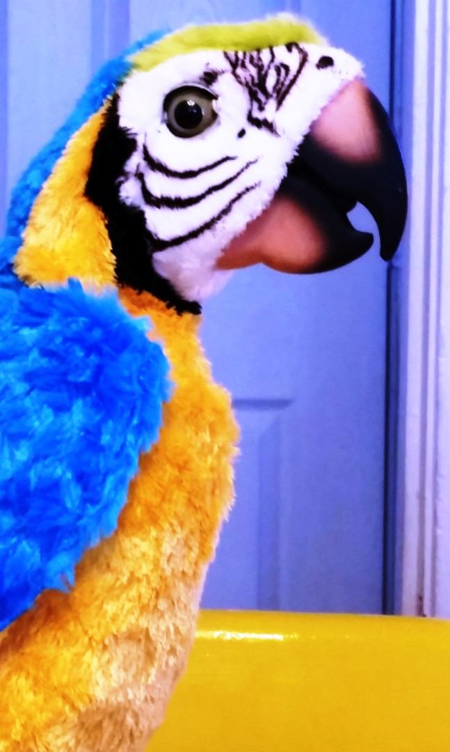 Writing Straight from the Heart: Perky Polly Parrot...