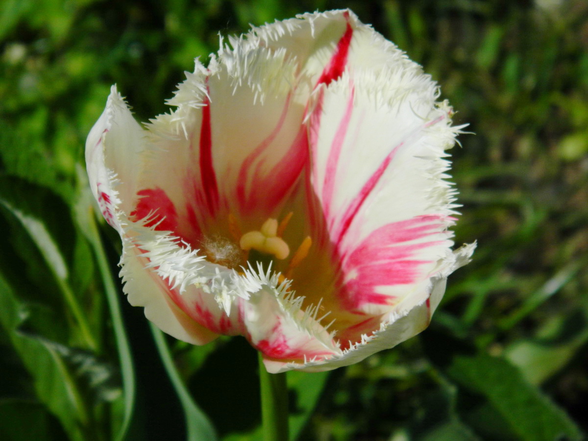 LA MULTI ANI, ROMANIA!: Lalele cu petale zimtate