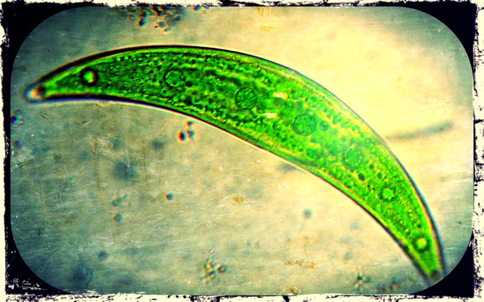 Cultivo de Microalgas em Fotobiorreatores: Biomassa... Microalgas...