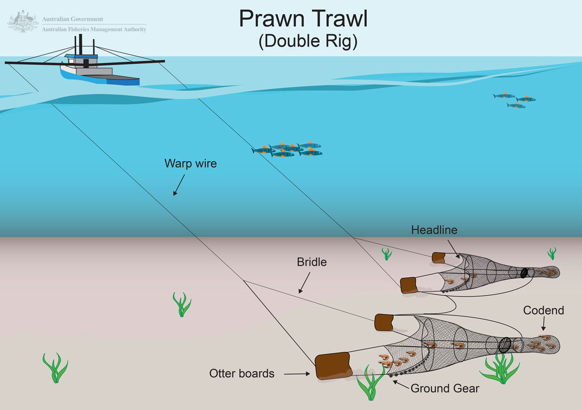 Alat Tangkap : Trawl (Pukat Hela)