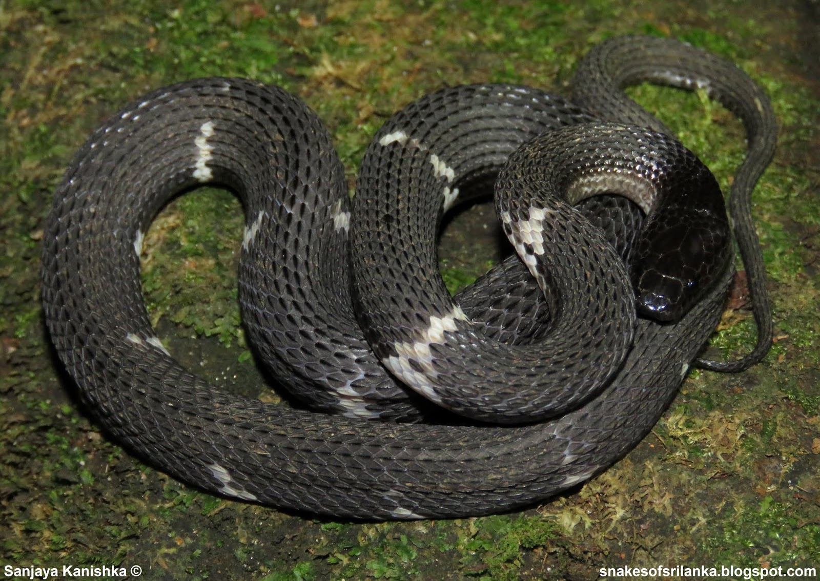 Sri Lankan Wolf Snake/දාර රදනකයා (Lycodon carinatus-Kuhl,1820)