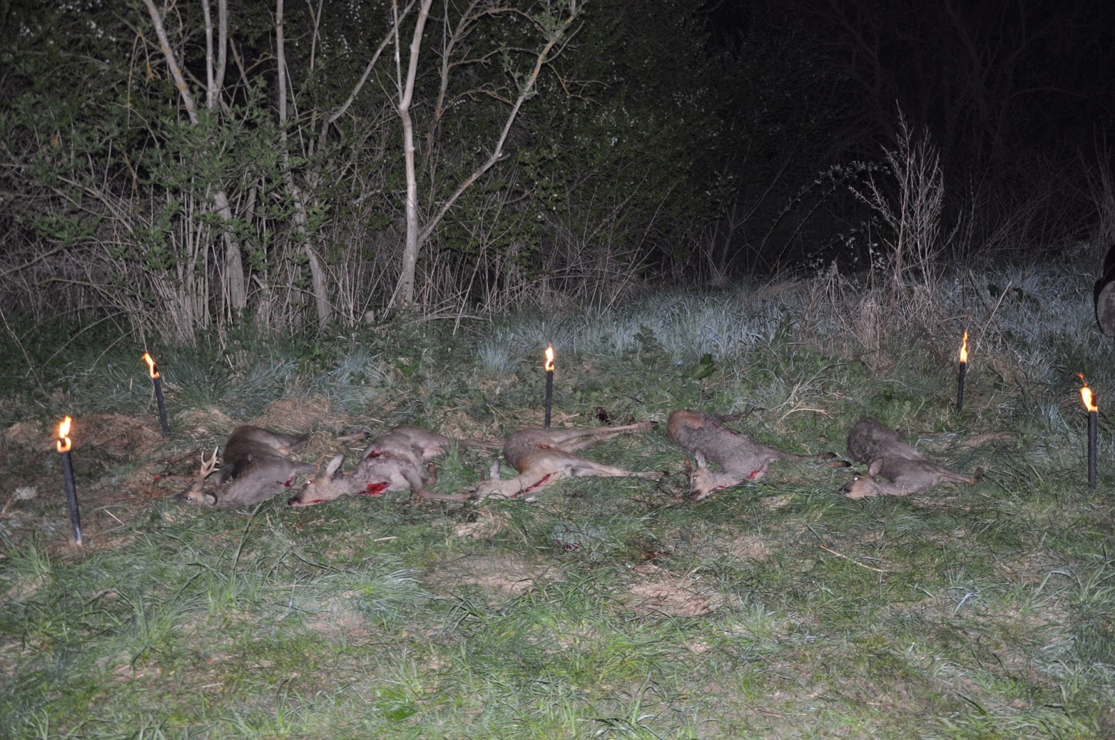 DIIZCHE SAFARI ADVENTURES Blog: Roe Deer Hunting in Germany~An American ...