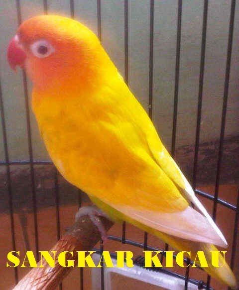 Nusantara Kicau: Jenis Lovebird