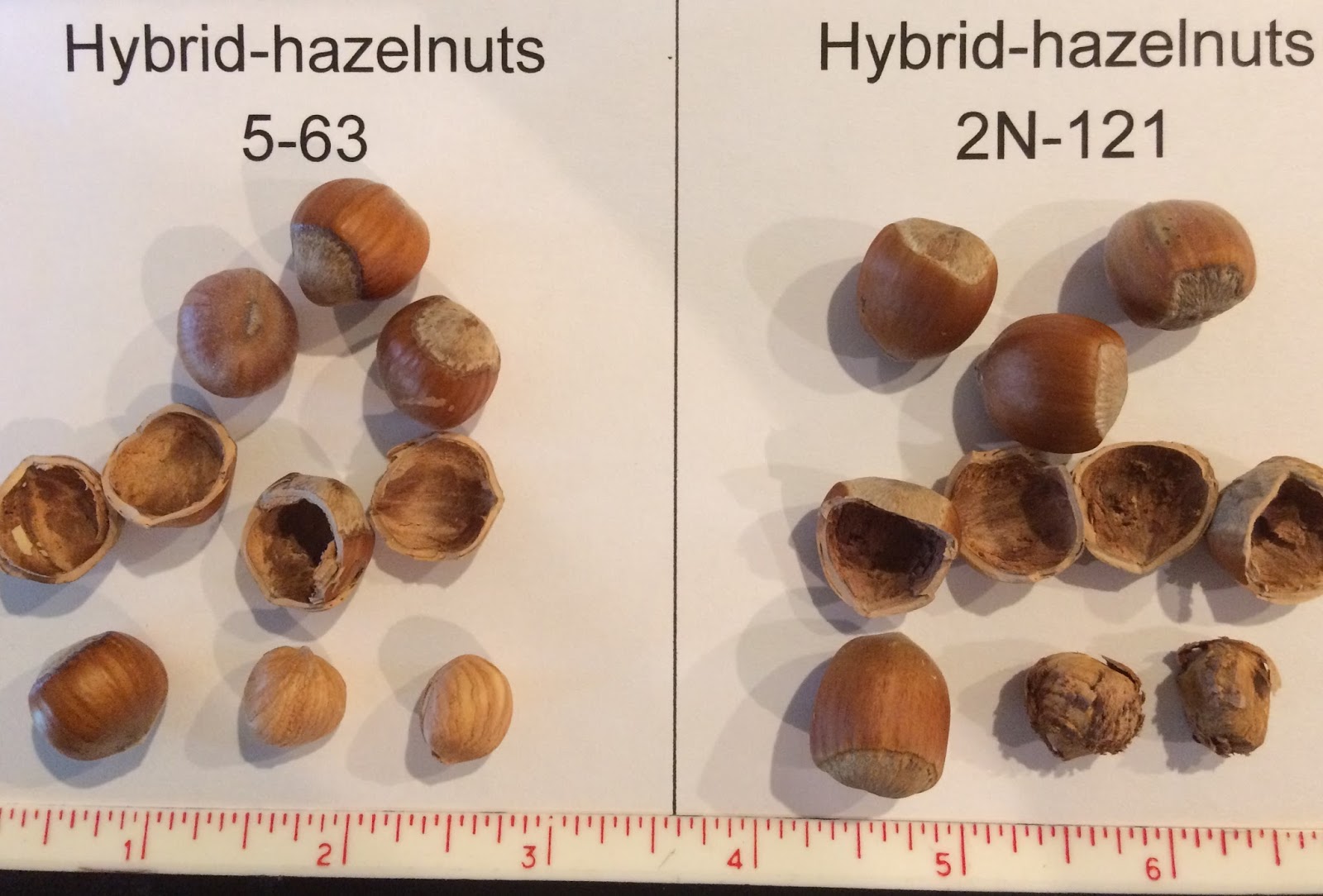 Various types of nuts & Rodent damage – Riverbend Hazelnuts