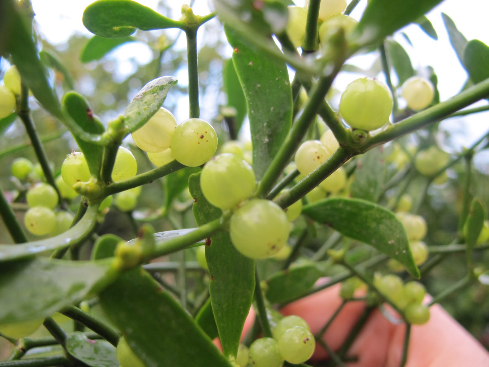 FLORA NEL SALENTO e.. anche altrove: Viscum album L. - Viscaceae ...