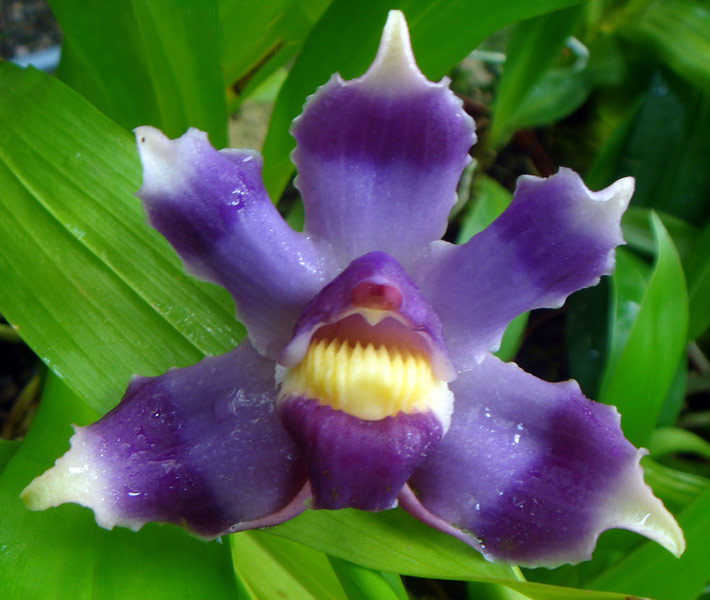 Pescatoria coelestis care and culture | Travaldo's blog