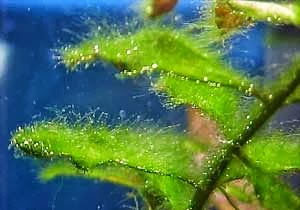 Moko Aquascape Shop: JENIS-JENIS ALGAE