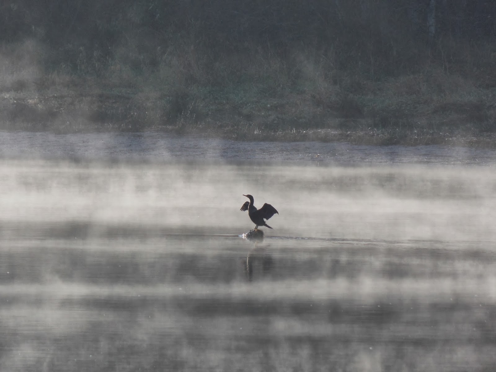 Alaskan Sea-Duction: Floating Turds