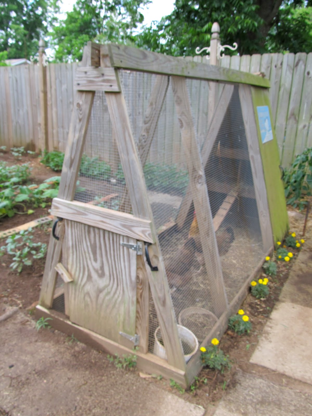 Cottage Hill: So you want to talk about Chicken Tractors...