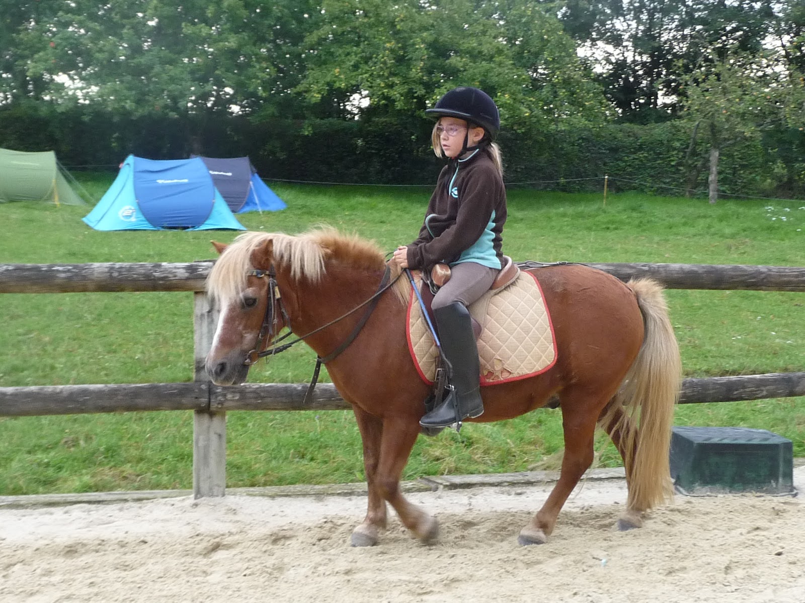 Poney Club d Alencon equitation: FENOUIL PONEY EN VENTE AU PONEY CLUB D ...