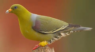 Jenis-Jenis Burung Punai - EDUBIO