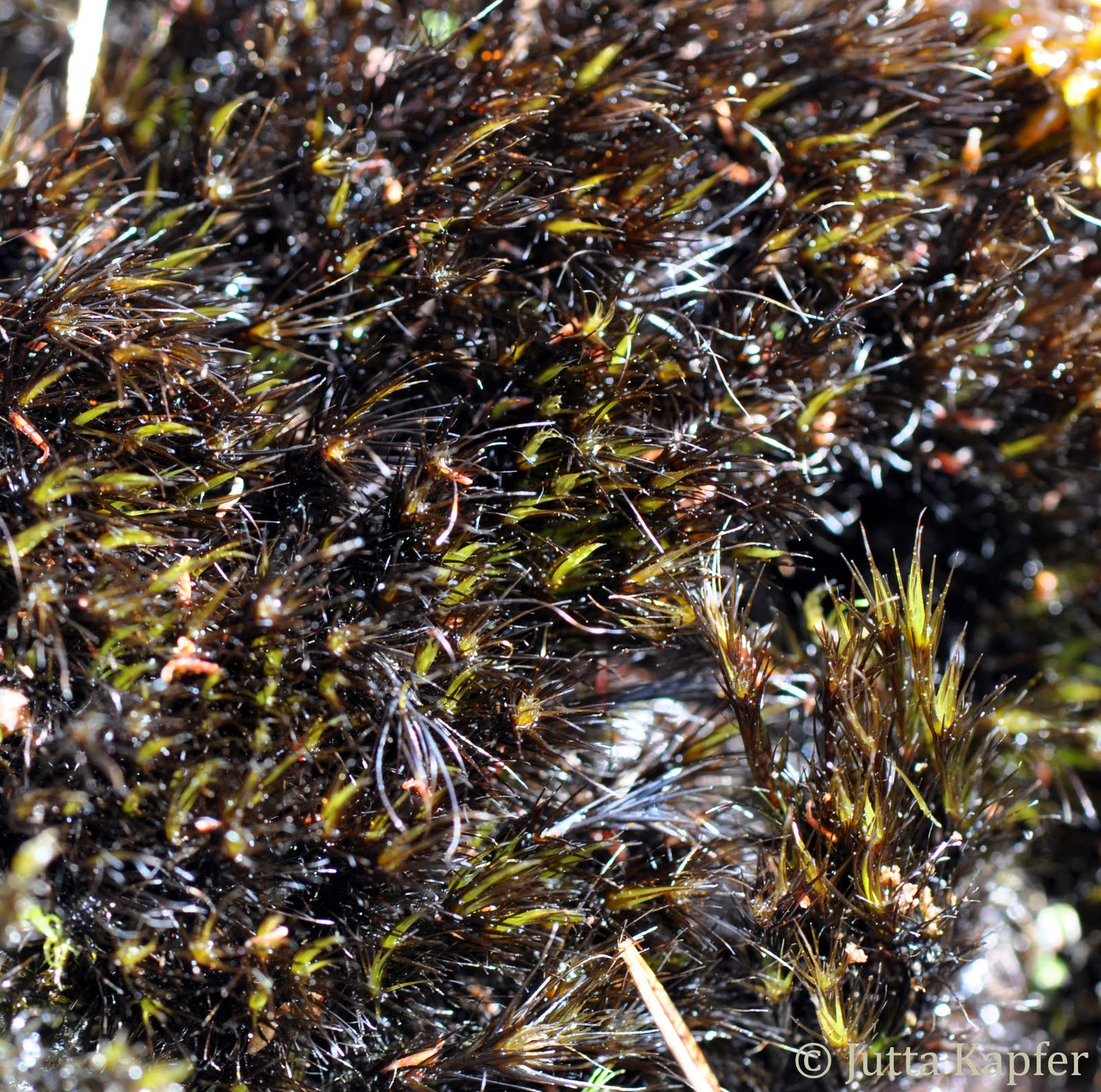 Bryophytes of Central and Northern Europe: Campylopus atrovirens
