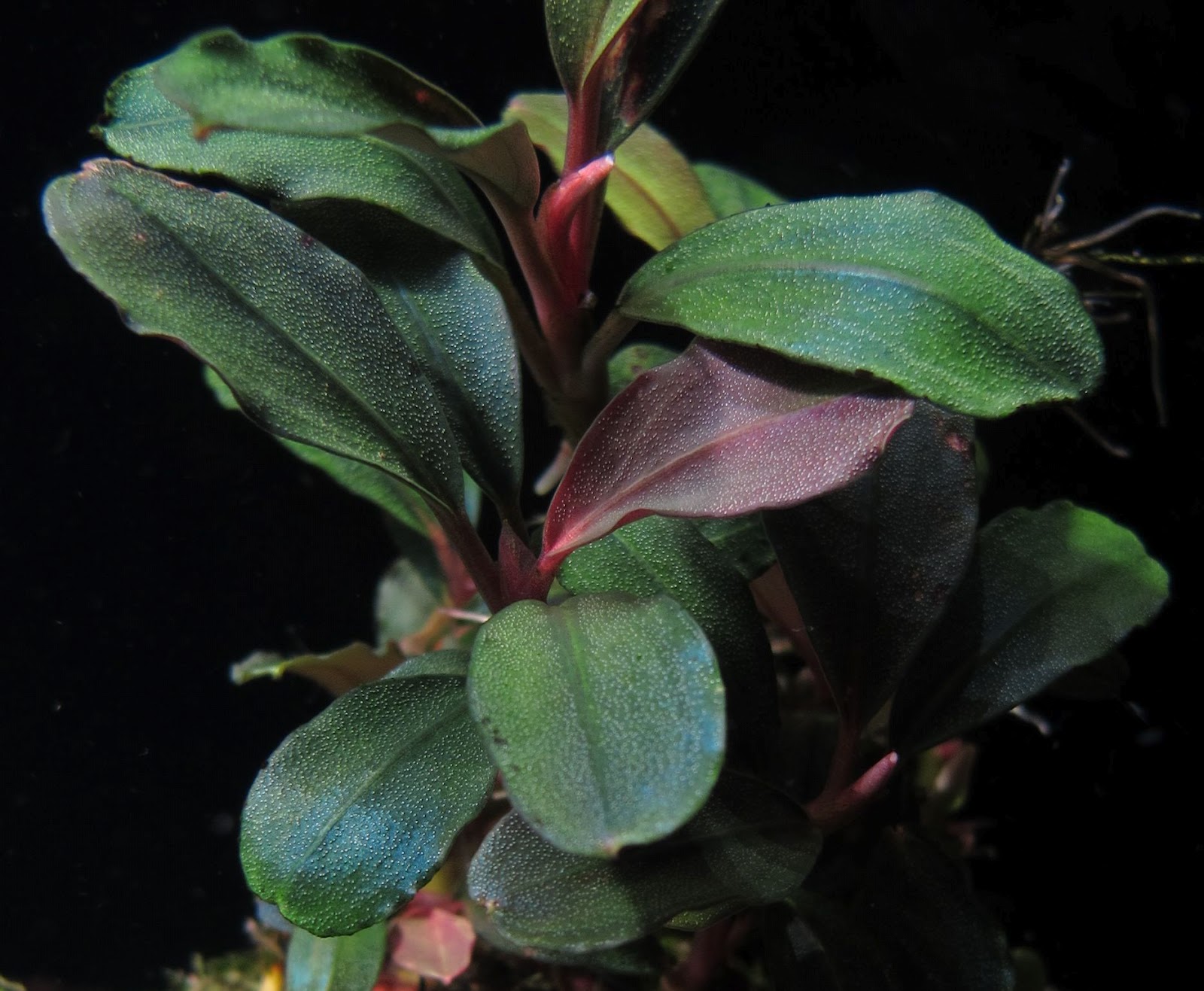 endemic plants: Bucephalandra sp. Brownie Helena