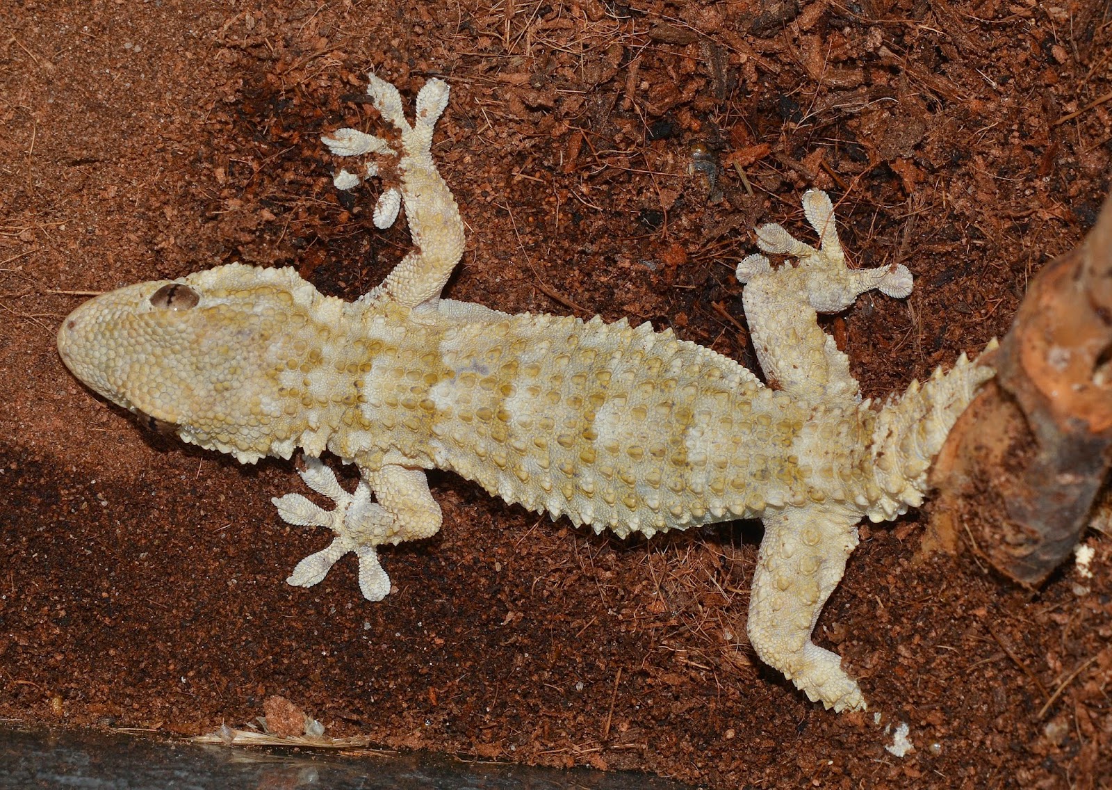 Diaz Lab Reptiles: Geckos