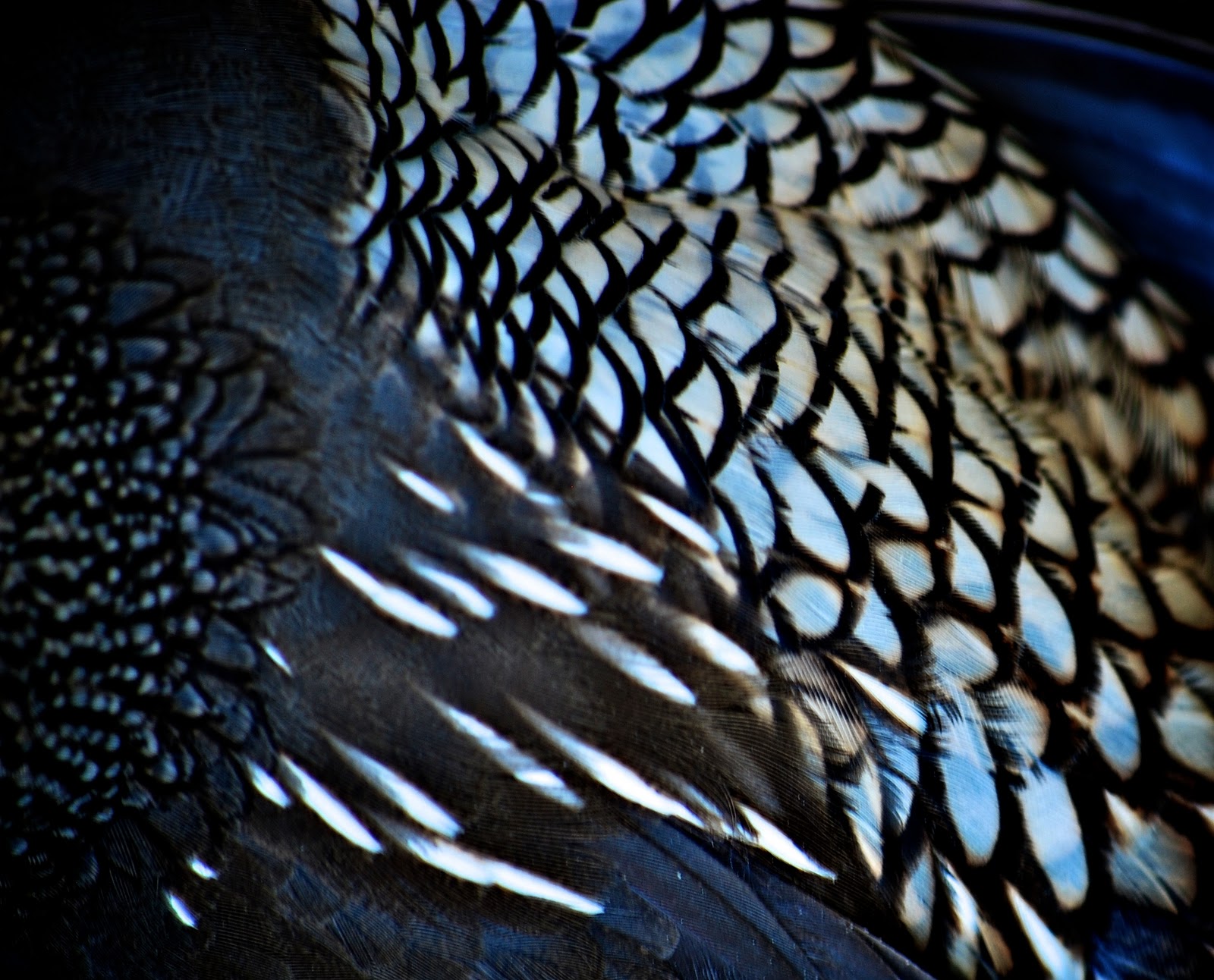 Dipper Ranch: February Scrambled Ramble