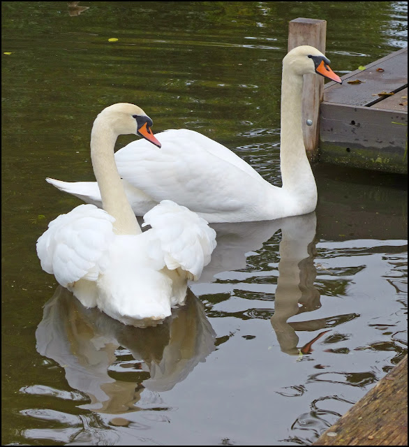 Wild and Wonderful: November 2013