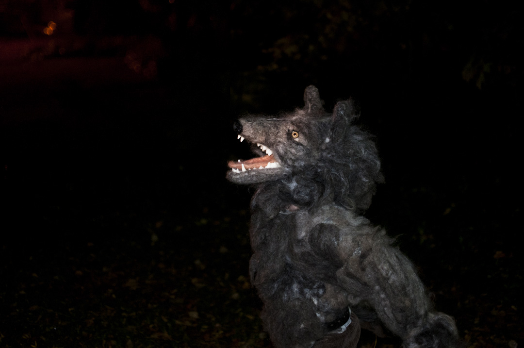 Werewolf in Sheep's Clothing | sweet juniper!