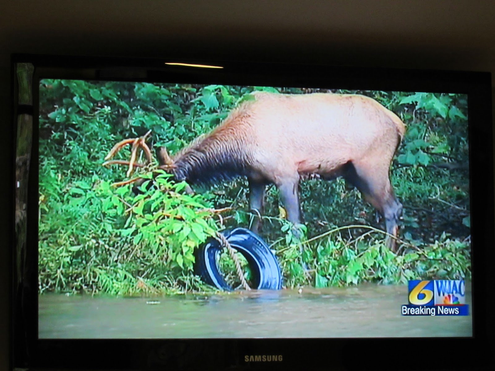 Learning about PA's Elk Herd at the Elk Country Visitor Center ...