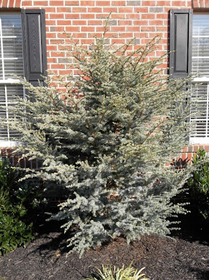 Secret Landscaping: The Cedars