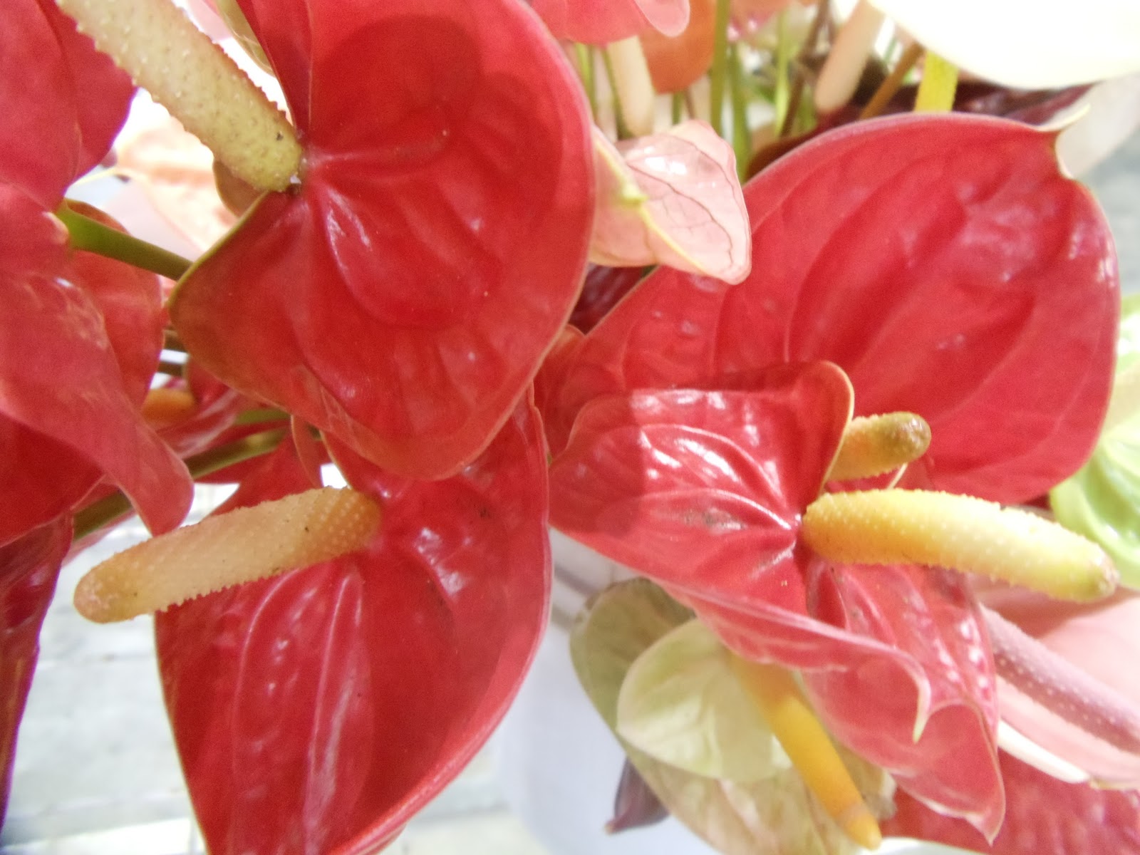 Blue Ribbon Chronicles: Trinidadian flower power