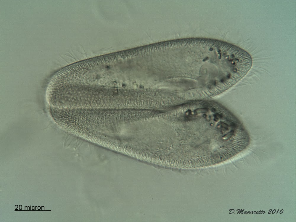 Briciole di Biologia --- Crumbs of Biology di Giovanna Rosati: I ...