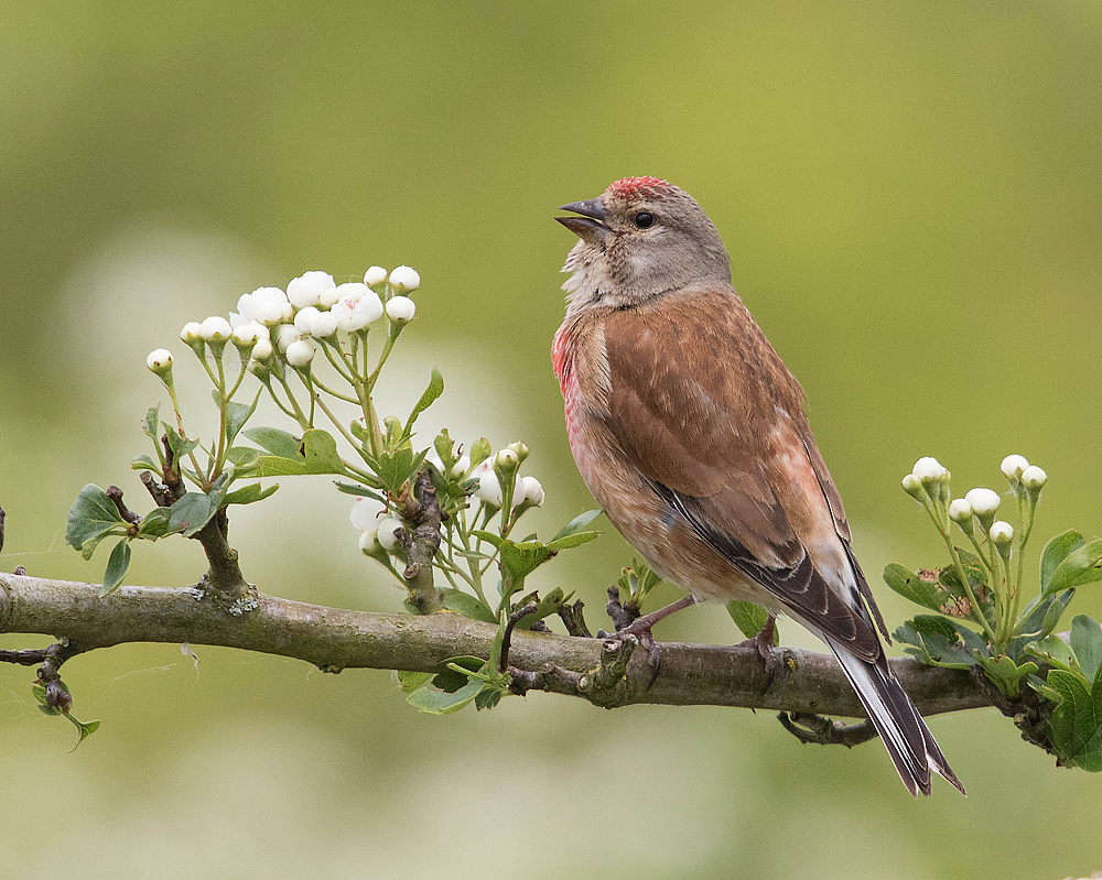 CAMBRIDGESHIRE BIRD CLUB GALLERY: Linnet