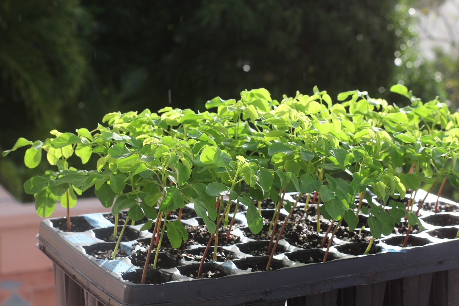 We Grow Love: Moringa Oleifera Tree Seedlings