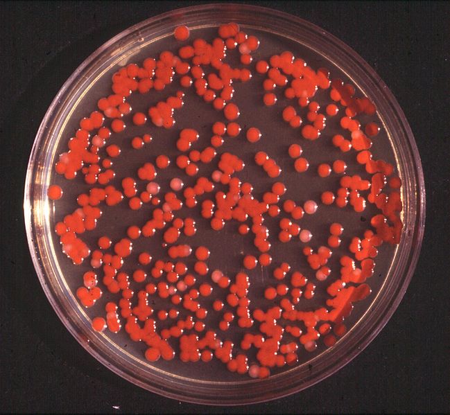 Variety of Life: Serratia
