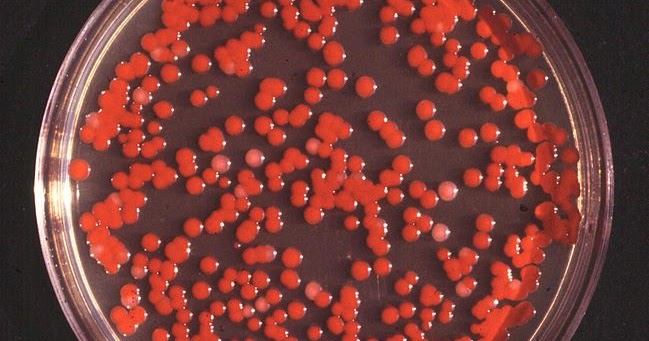 Variety of Life: Serratia