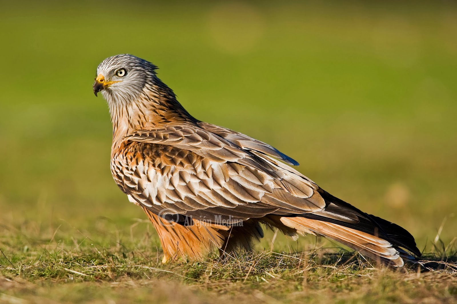 La naturaleza en mi objetivo: EL MILANO REAL (Milvus milvus)