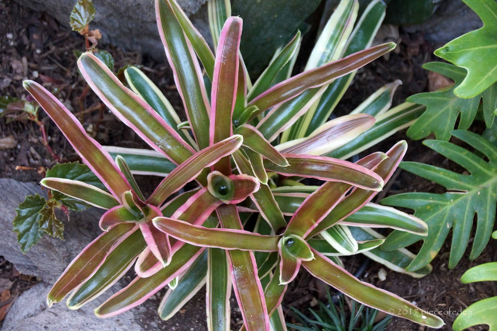 New Plants For Fall Planting/Huh. How 'Bout That?