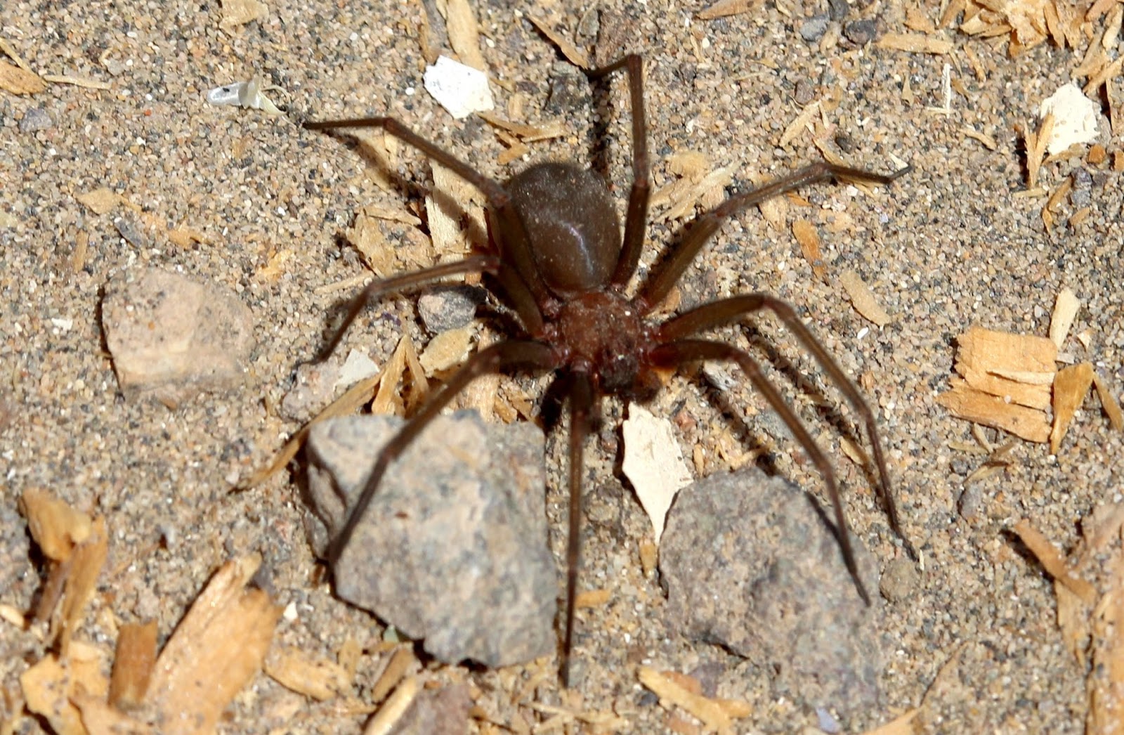 Caminantes del Desierto: LA ARAÑA DE RINCÓN. LA VERDAD TRAS EL MITO