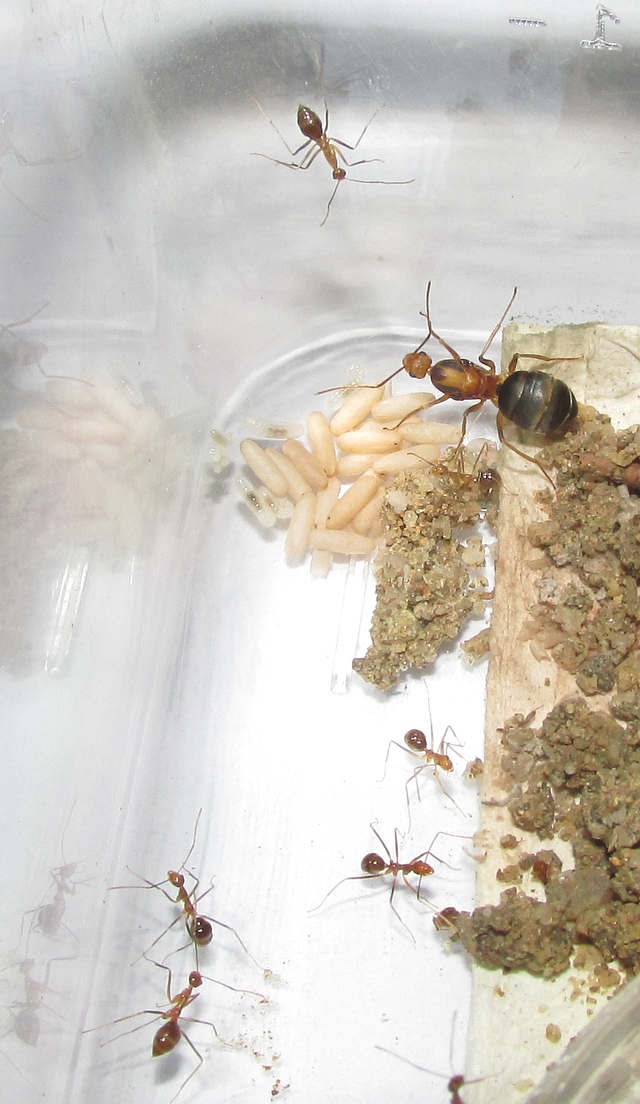 Photos and Info on Ants and Termites of Malaysia: Those Crazy Ants