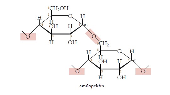 Polimer Alami Karbohidrat Golongan Polisakarida (Pengertian, Pembagian ...