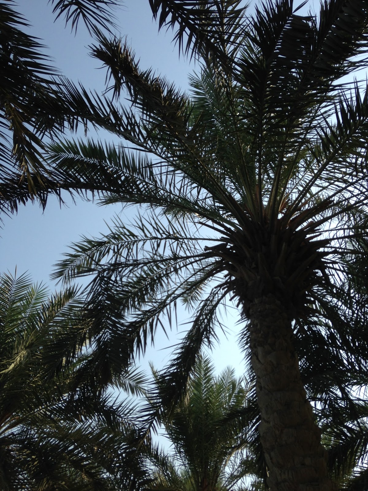 T's Daily Treasures: The Palm Tree Project